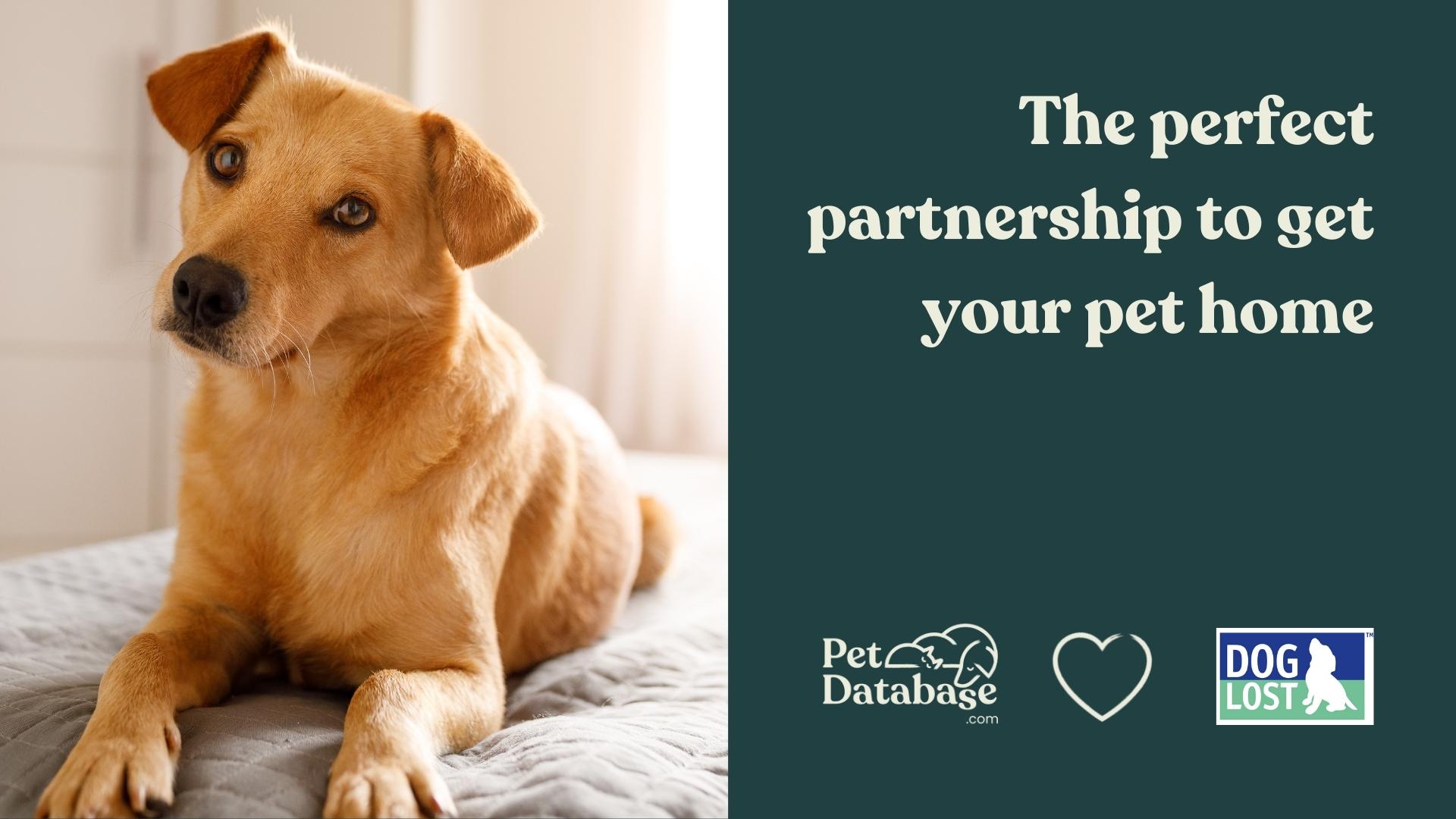 Pet Database.com - Keep Your Pet Safe And Found